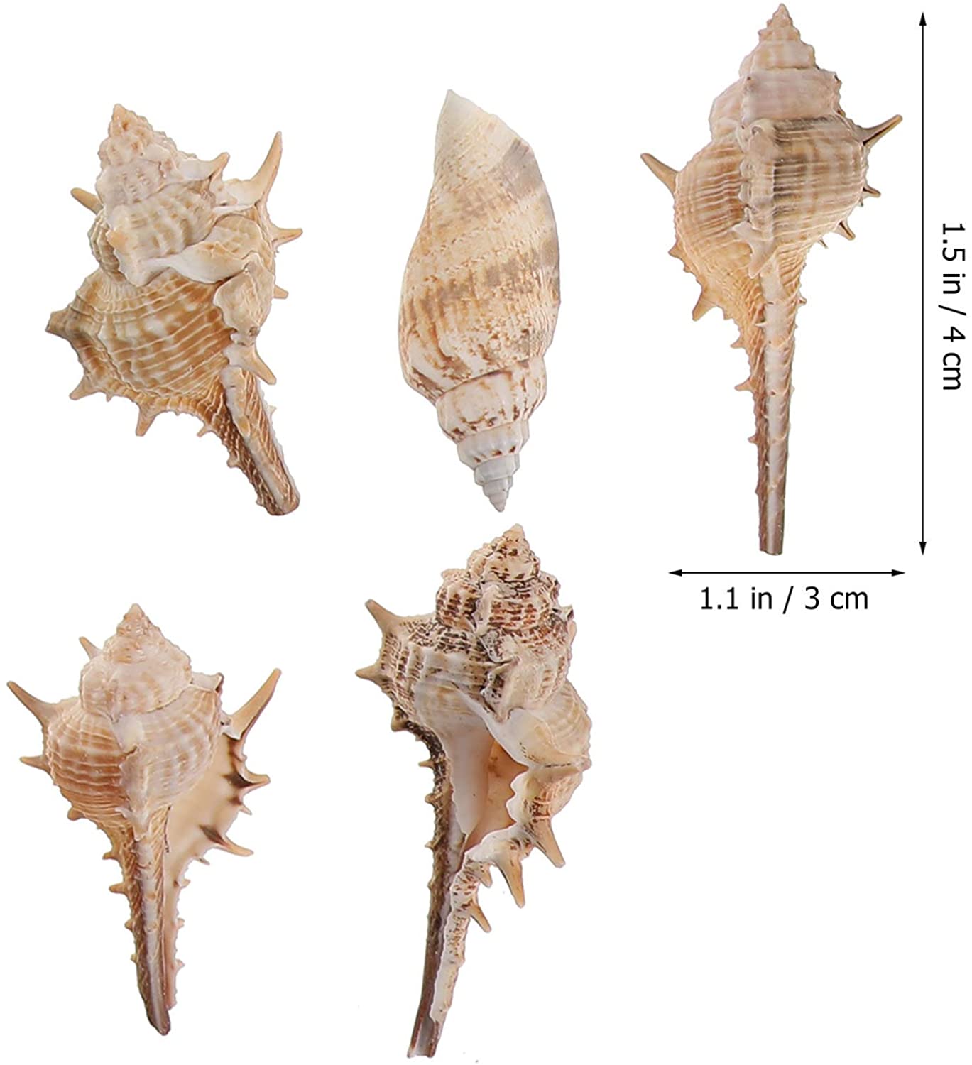 Aquarium Shells Sea Shells Conch Mixed Beach Seashells Fish Tank - Rassme