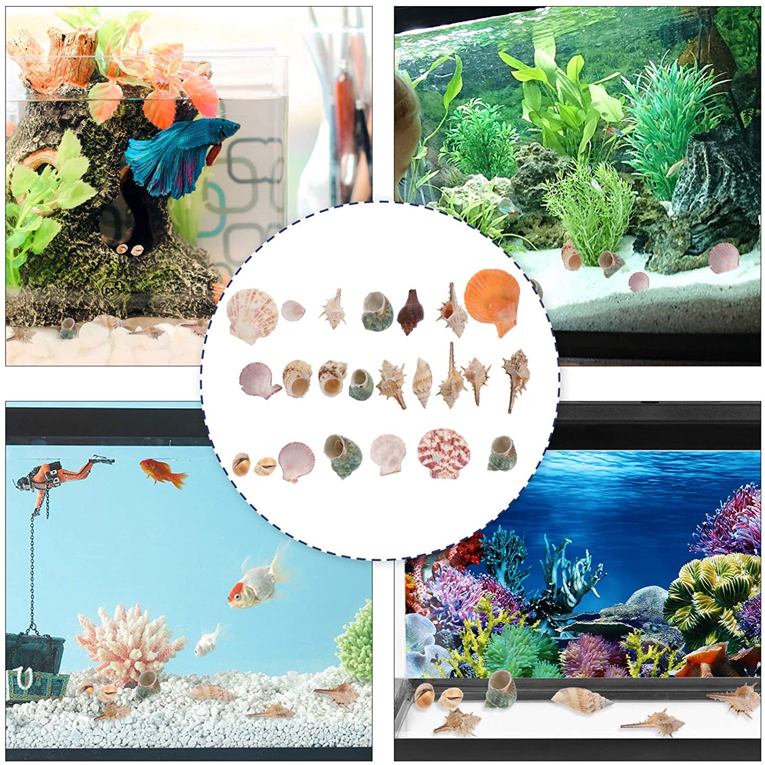 Aquarium Shells Sea Shells Conch Mixed Beach Seashells Fish Tank - Rassme
