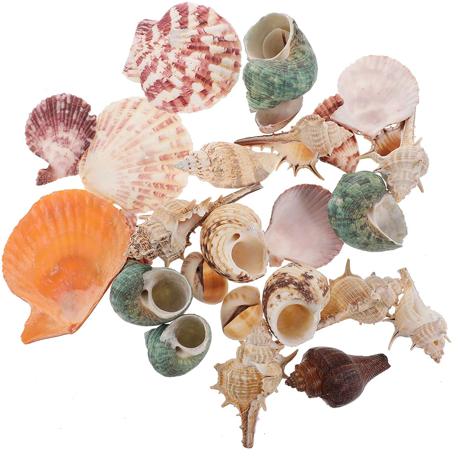 Aquarium Shells Sea Shells Conch Mixed Beach Seashells Fish Tank - Rassme