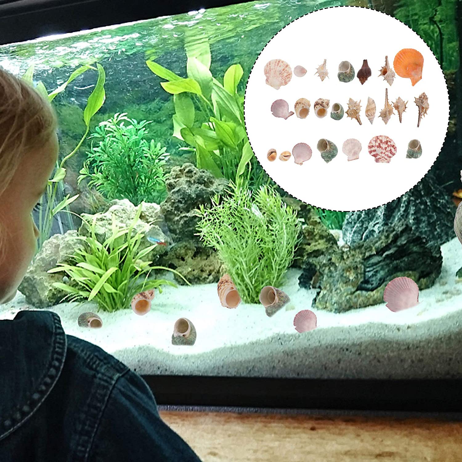 Aquarium Shells Sea Shells Conch Mixed Beach Seashells Fish Tank - Rassme